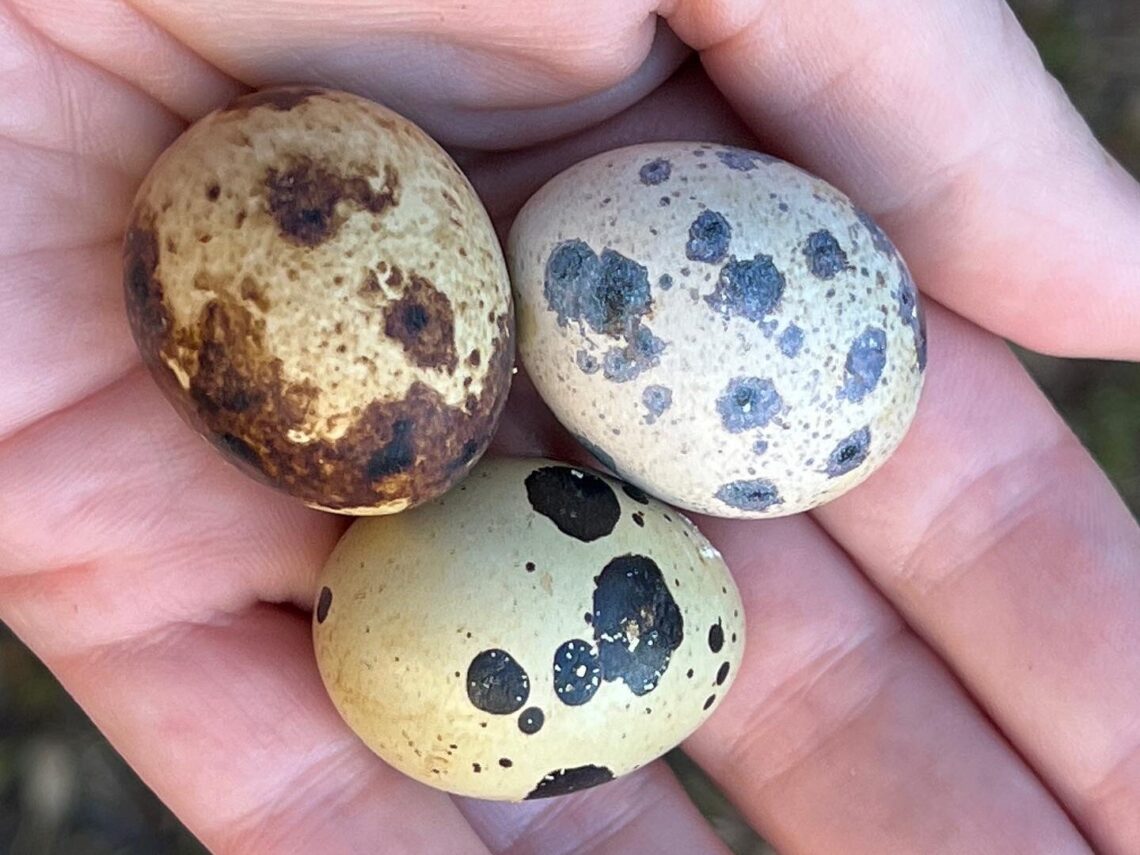 Coturnix Quail Cost Analysis for Beginners – Worth it? - Love Sown Garden