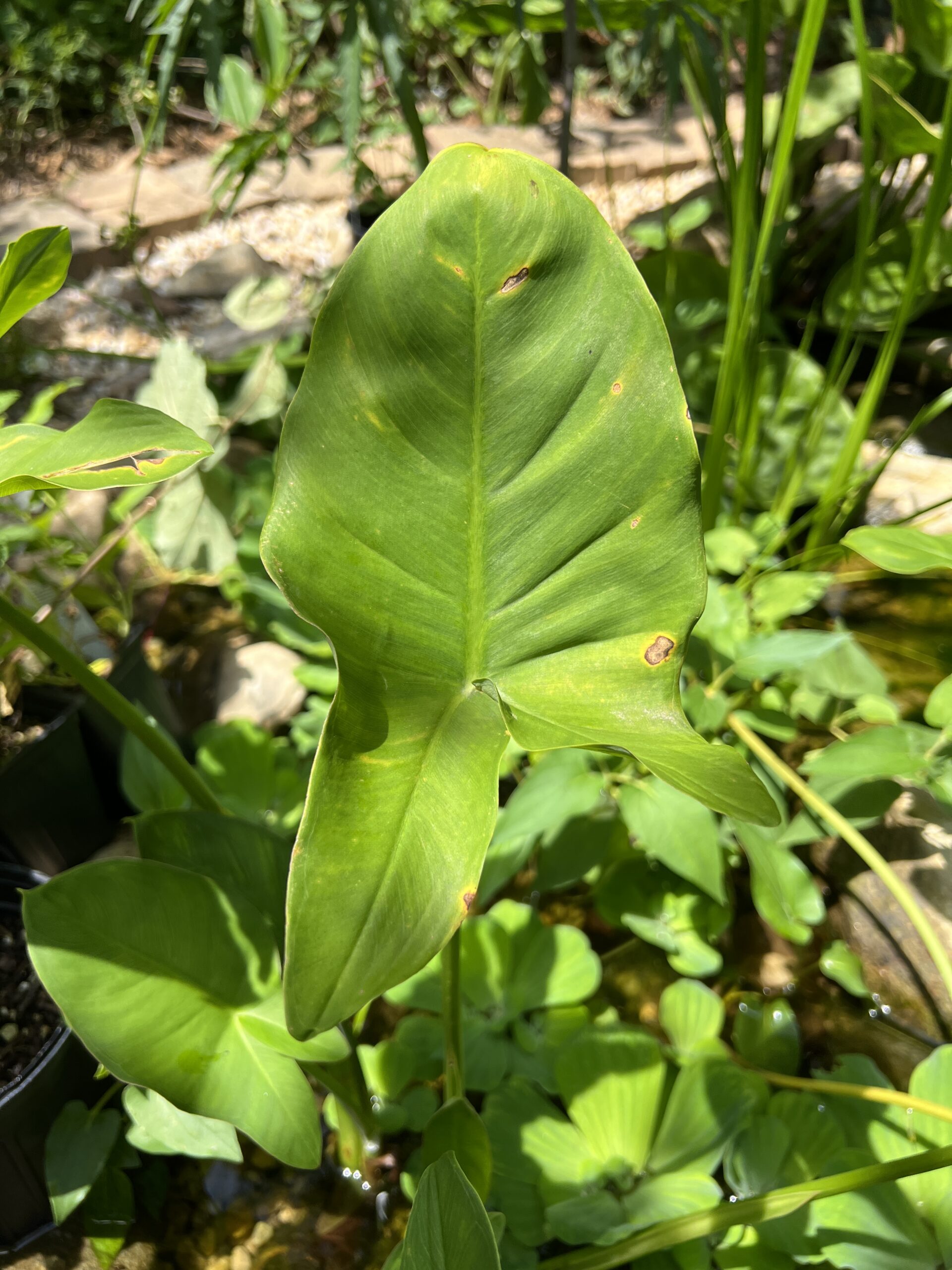 The Big Dig – Building Our Backyard Pond - Love Sown Garden