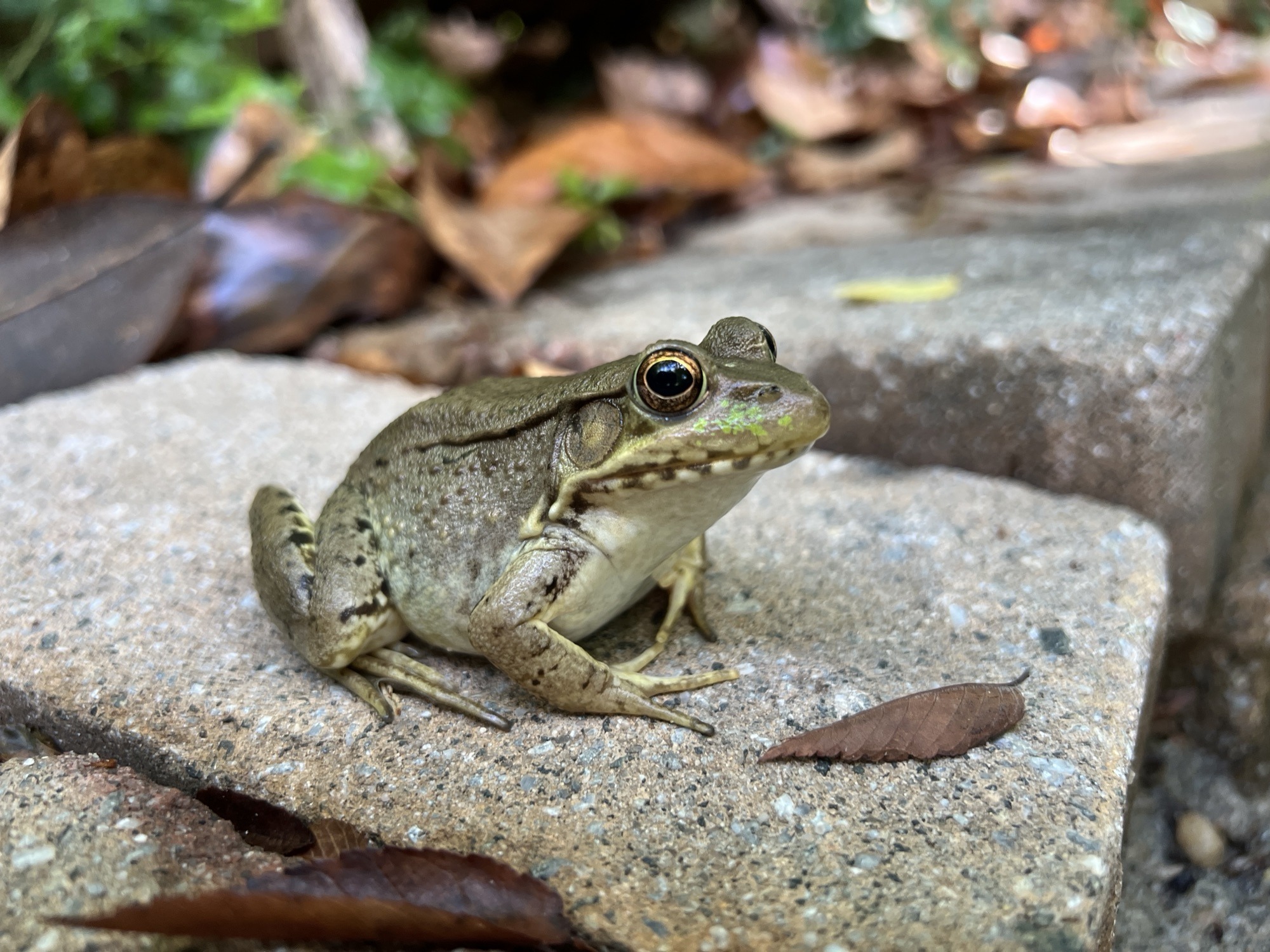 Ultimate Guide to Keeping Frogs in a Koi Pond - Love Sown Garden