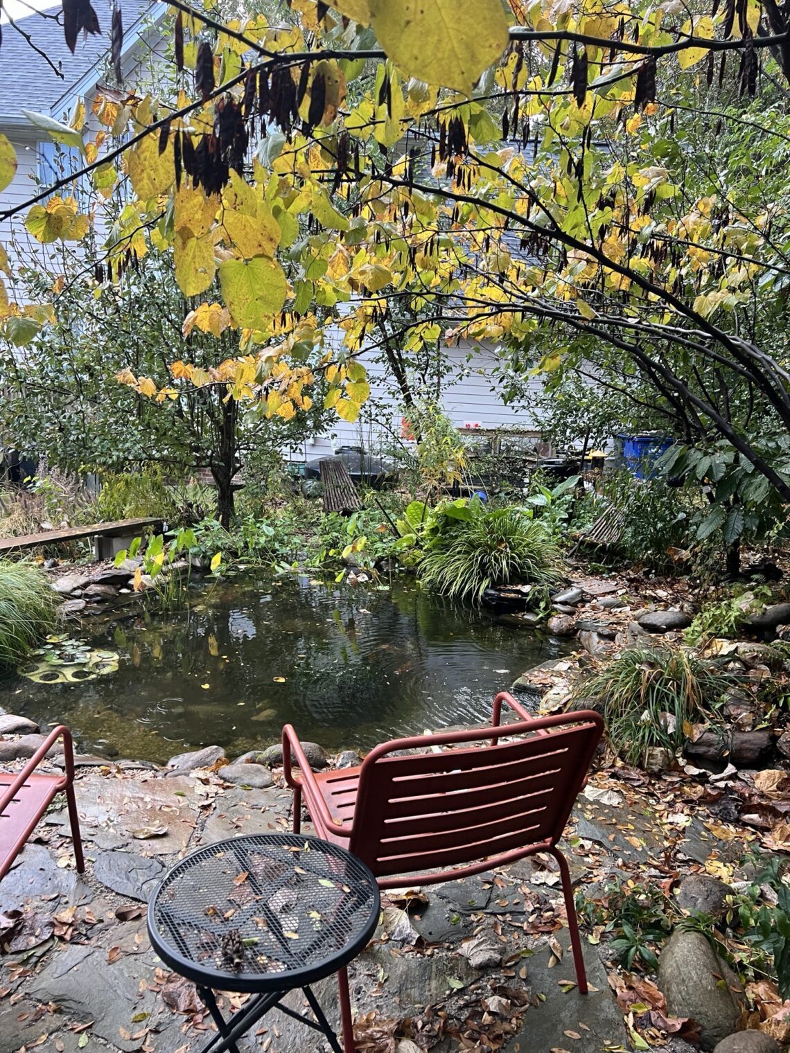 Ultimate Guide to Keeping Frogs in a Koi Pond - Love Sown Garden
